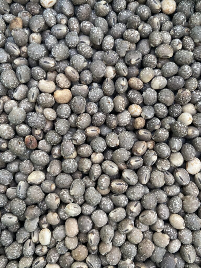 Blue Lupin - Sharpes Feed Barn