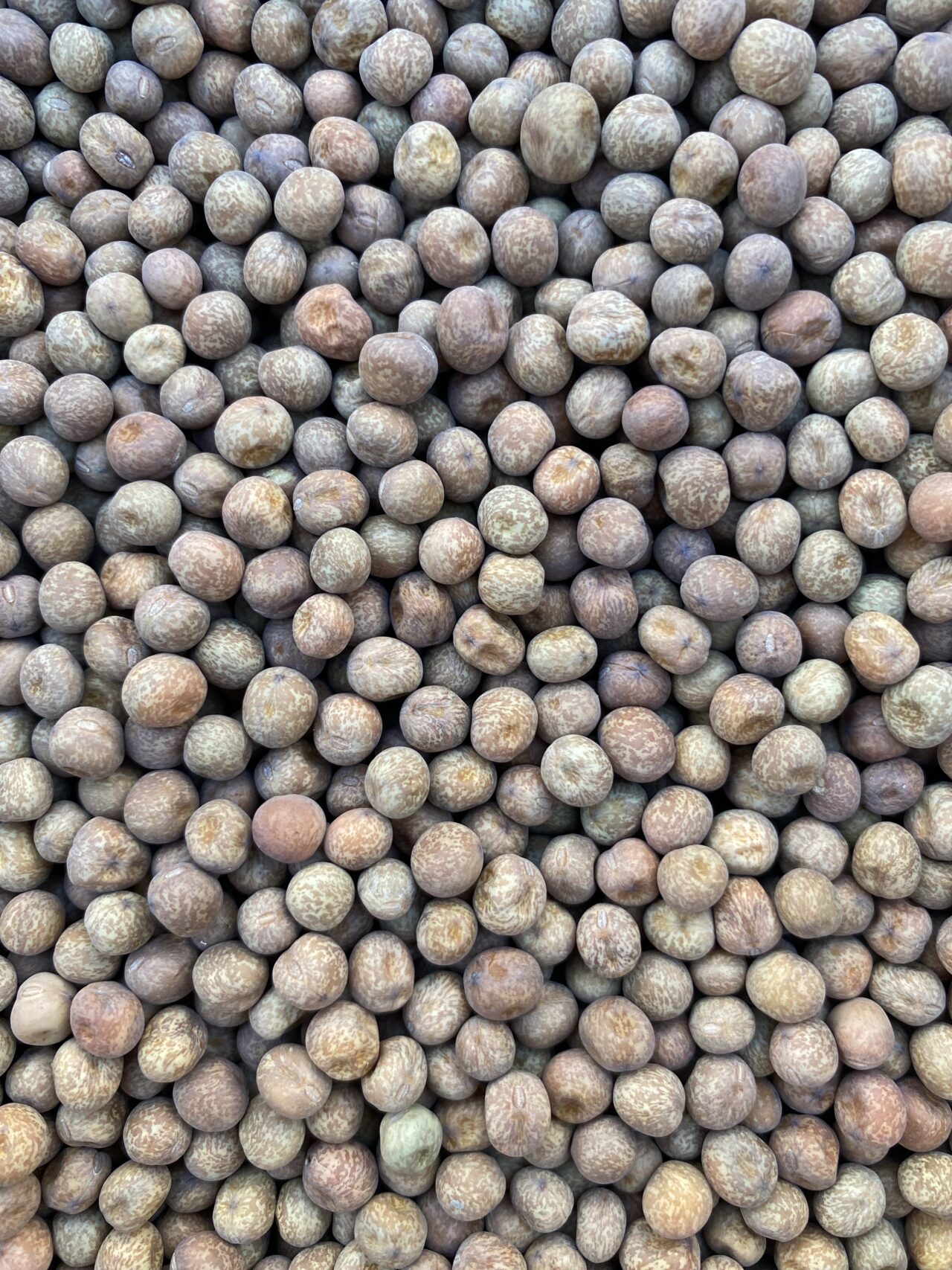 Maple Peas - Sharpes Feed Barn