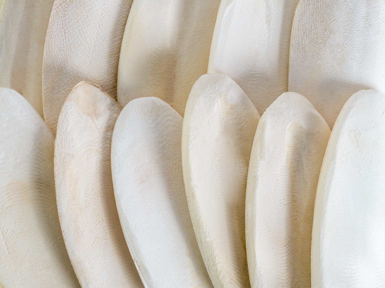 Cuttle Fish - Sharpes Feed Barn